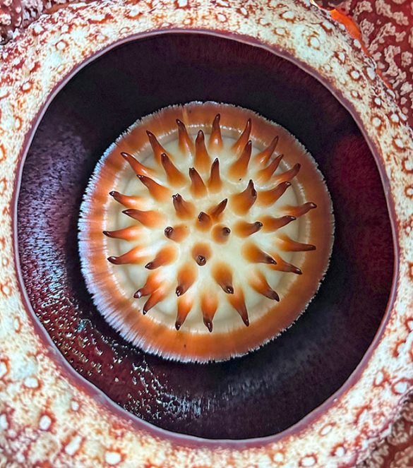 Rafflesia arnoldi - Monaco Nature Encyclopedia
