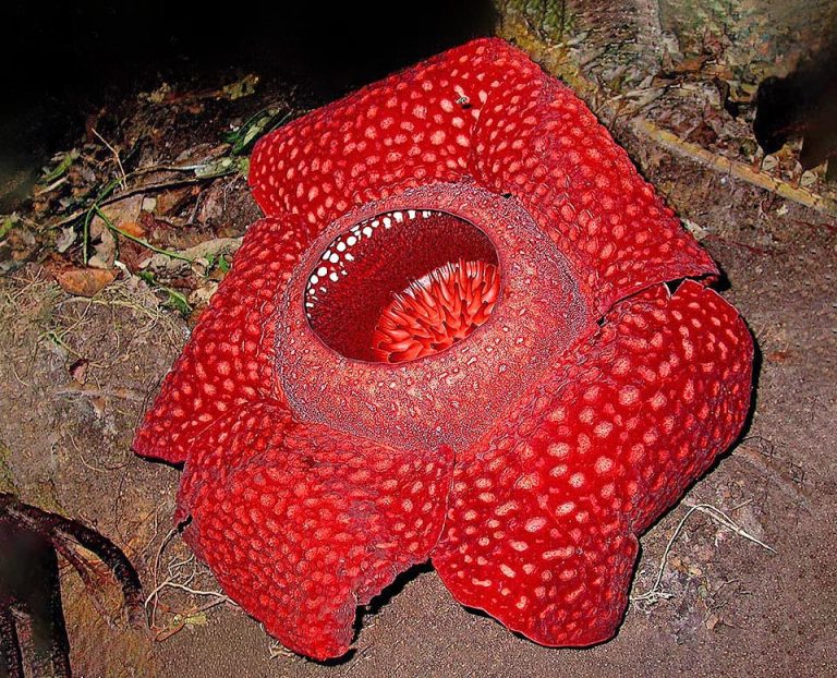 Rafflesia arnoldi - Monaco Nature Encyclopedia