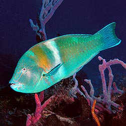 Halichoeres radiatus - Monaco Nature Encyclopedia