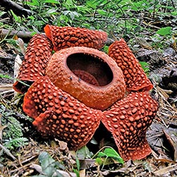 Rafflesia arnoldi - Monaco Nature Encyclopedia