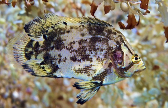 Lobotes surinamensis - Monaco Nature Encyclopedia