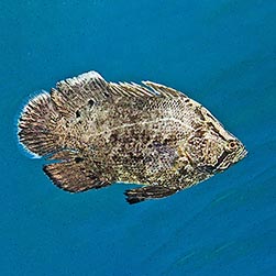 Lobotes surinamensis - Monaco Nature Encyclopedia