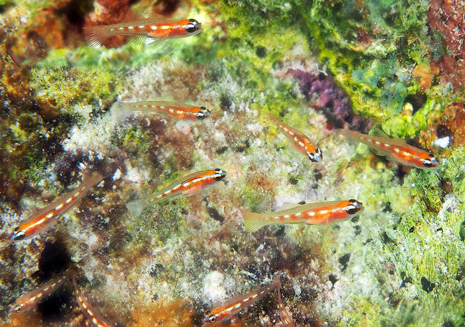 Coryphopterus hyalinus - Monaco Nature Encyclopedia