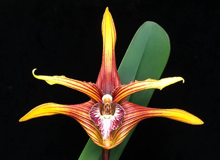 Maxillaria striata - Monaco Nature Encyclopedia