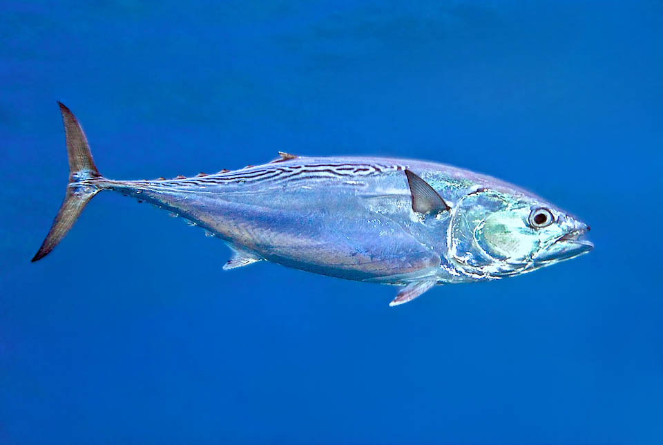 Euthynnus Alletteratus Monaco Nature Encyclopedia